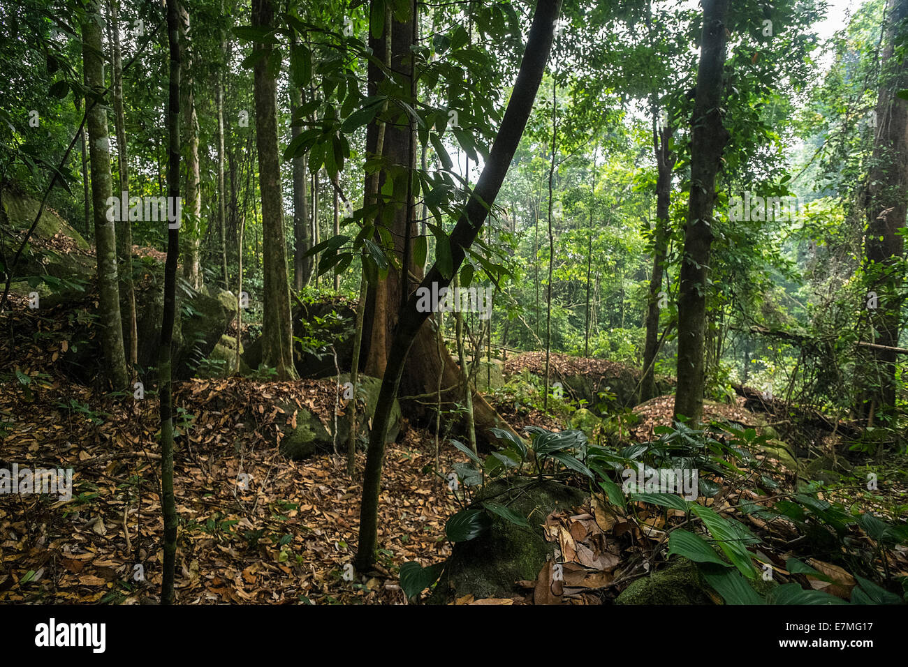 Rain Forest at Gading Mount Lundu District, Sarawak Malaysia Stock ...