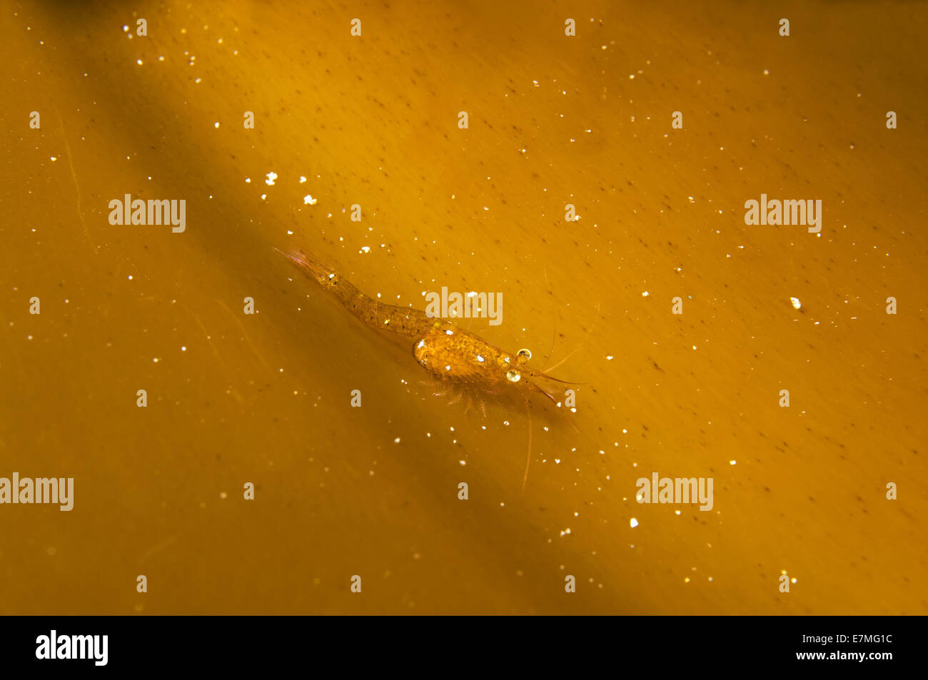 Northern Coastal Shrimp (Heptacarpus camtshaticus) Sea of Japan ...