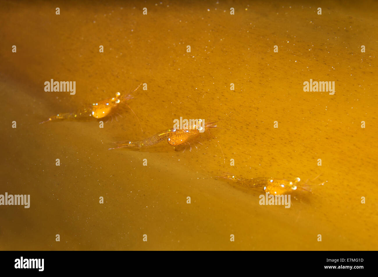 Northern Coastal Shrimp (Heptacarpus camtshaticus) Sea of Japan ...