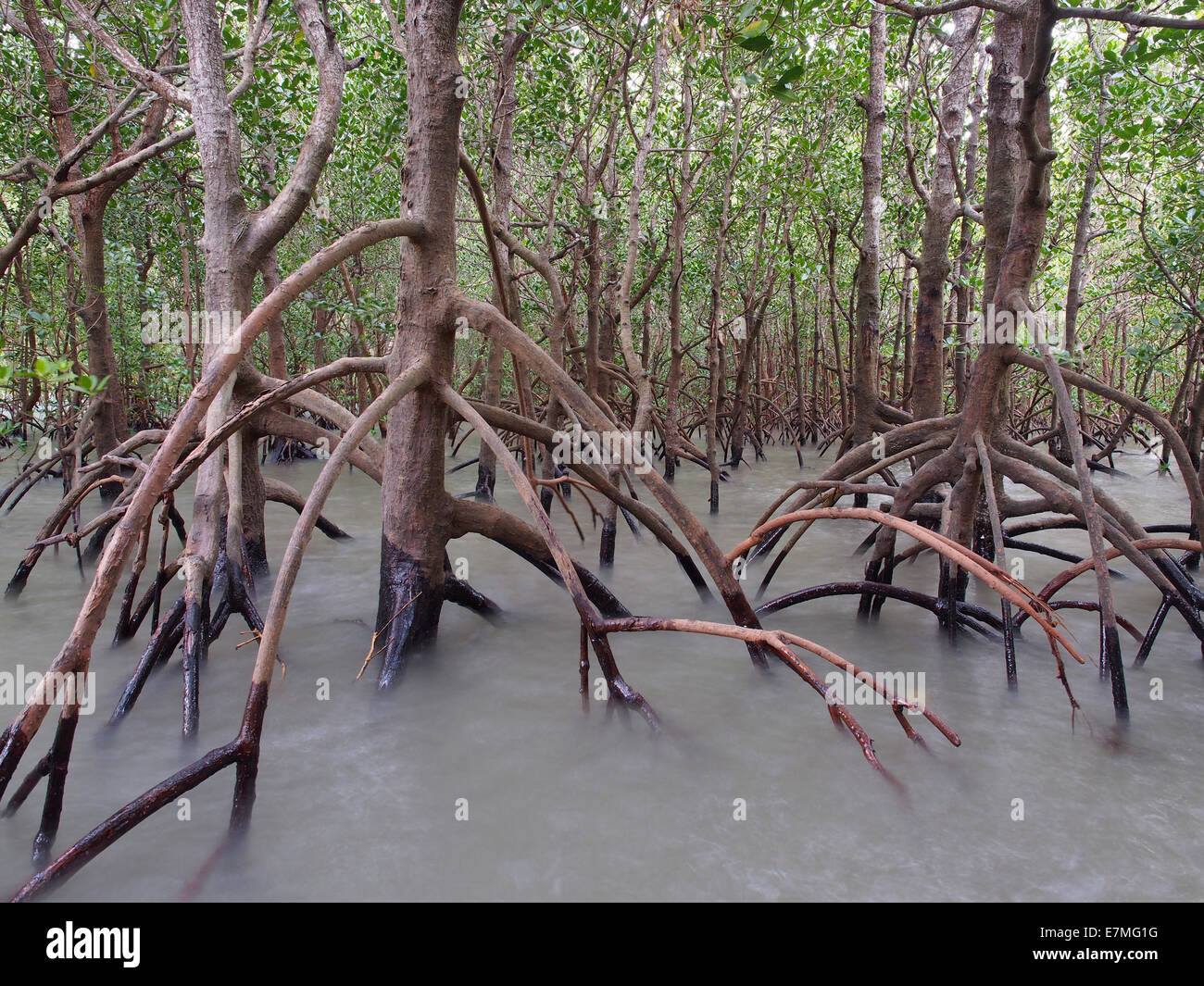 Ghostly mangroves, East Point Reserve, Darwin, Australia Stock Photo ...