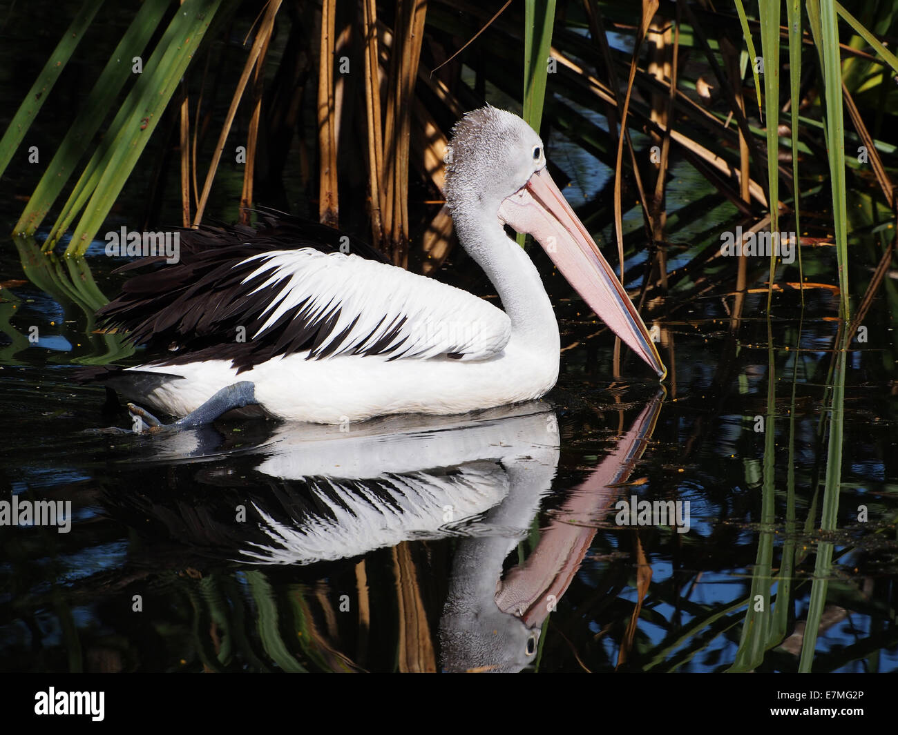 Australian pelican swim hi-res stock photography and images - Alamy
