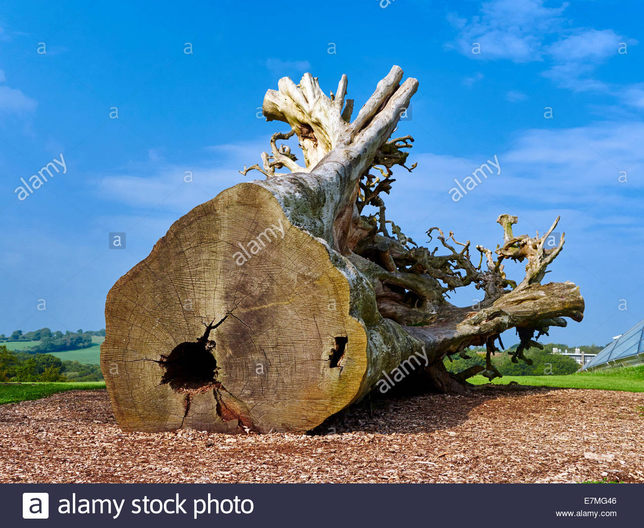 Fabaceae Stock Photos & Fabaceae Stock Images - Alamy