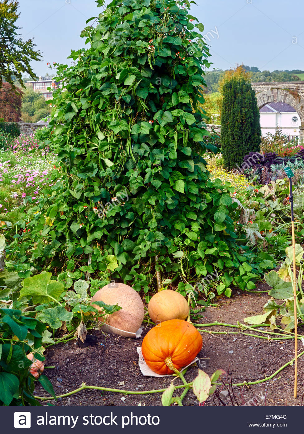 Allotment Garden Wales High Resolution Stock Photography and Images - Alamy