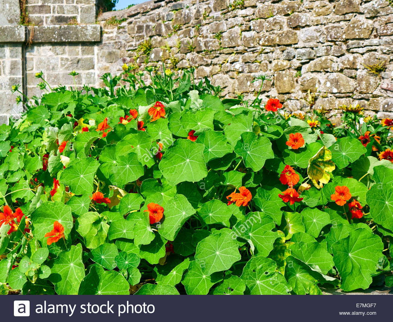 Wales National Flower Of Wales High Resolution Stock Photography and ...