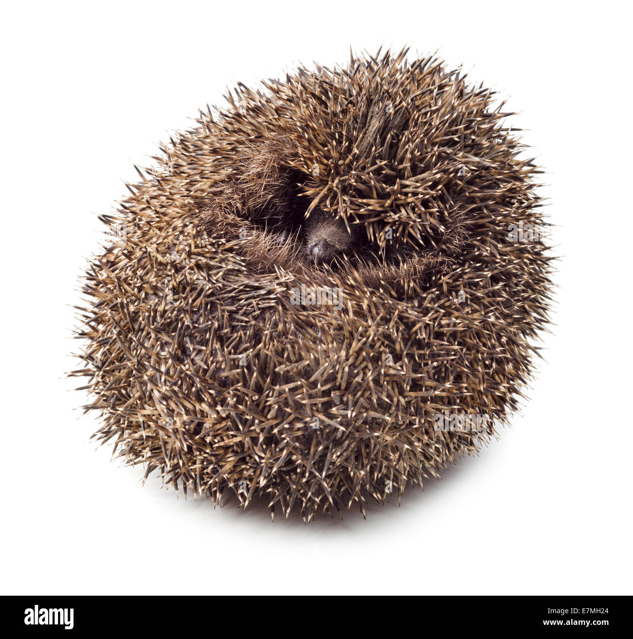 Hedgehog balled up isolated on white background Stock Photo - Alamy