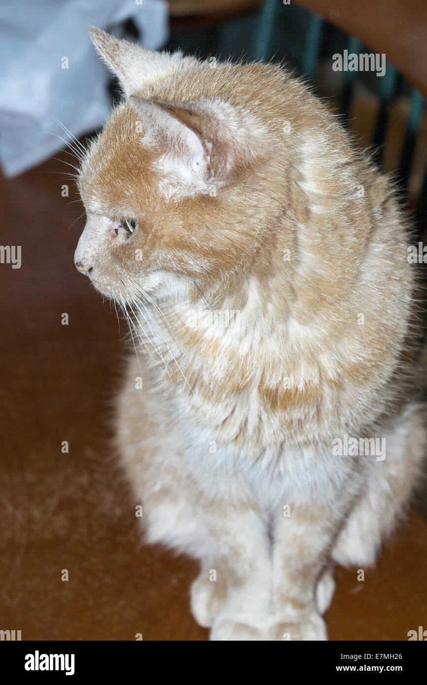 Orange cat sitting hi-res stock photography and images - Alamy