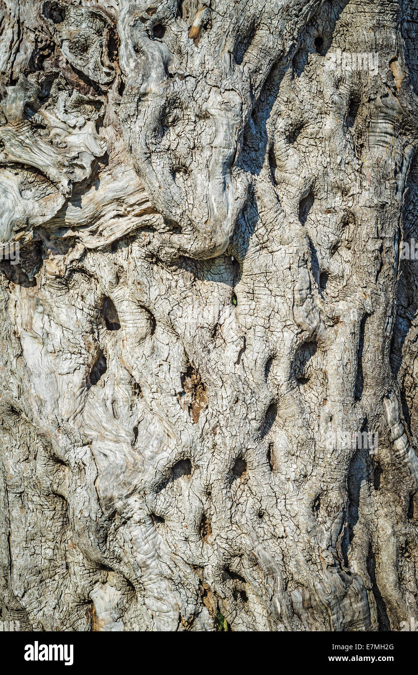 Olive Tree Bark High Resolution Stock Photography and Images - Alamy