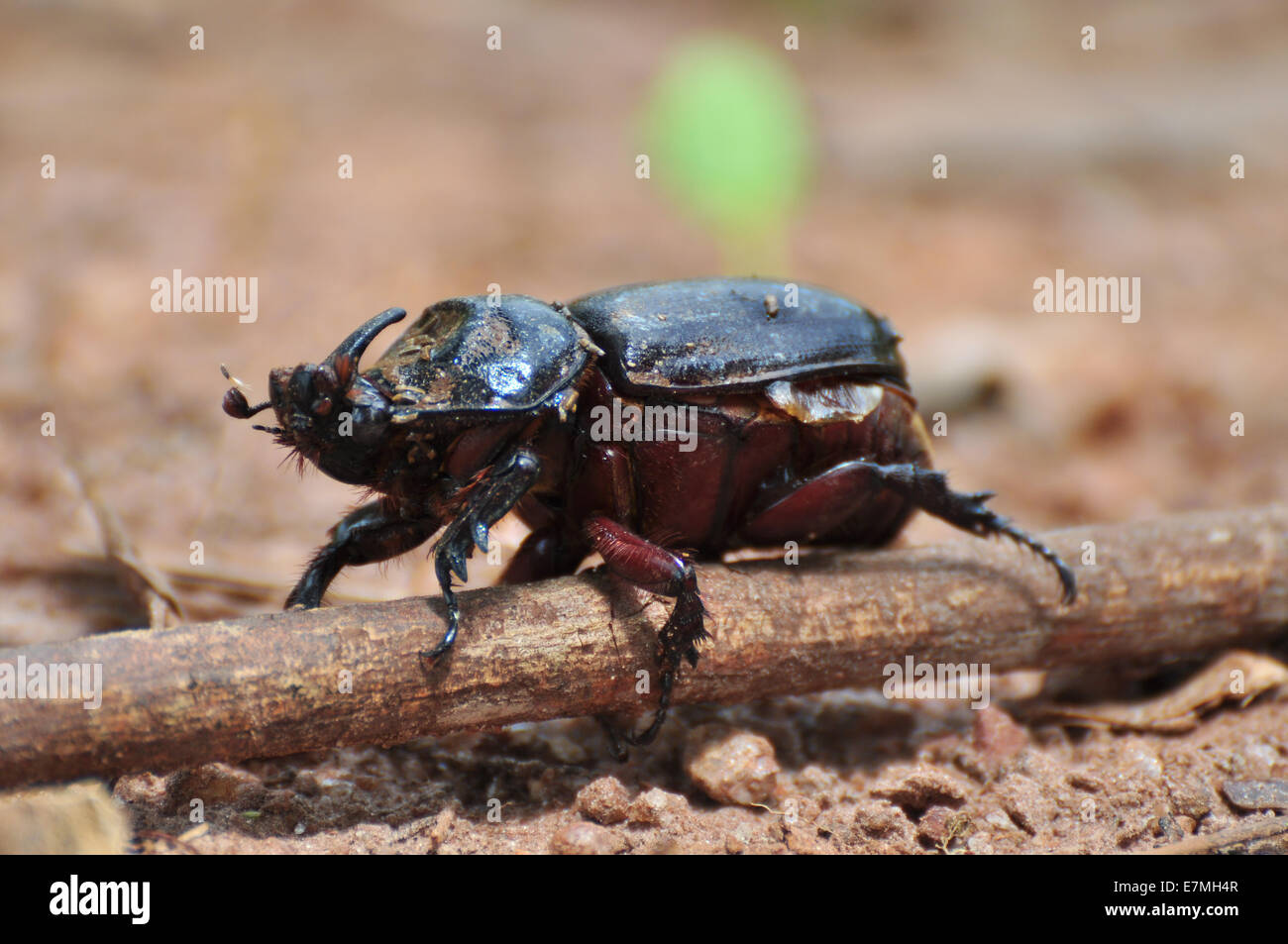 A rhinoceros beetle on a branch Stock Photo - Alamy