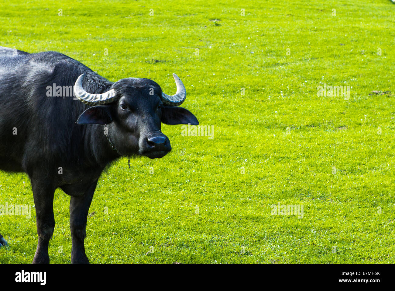 Buffalo, in a grass field Stock Photo - Alamy