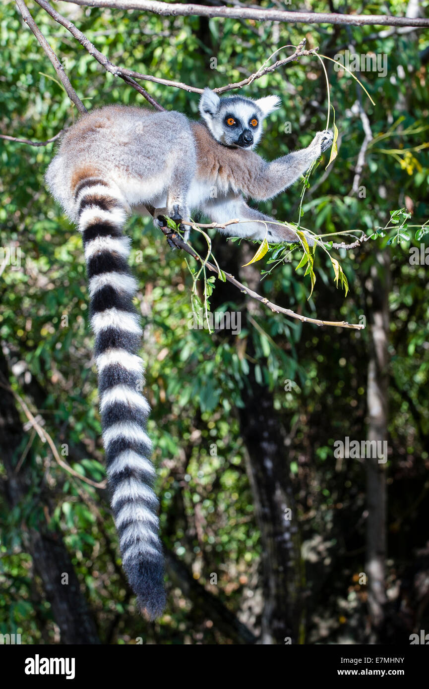 Ring tailed lemur hi-res stock photography and images - Alamy