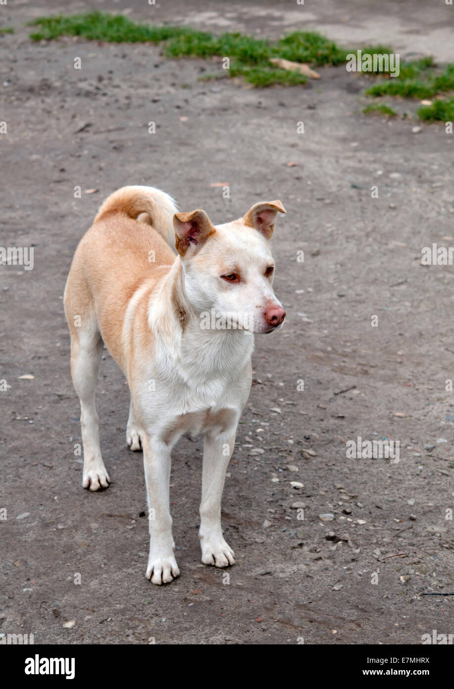 a portrait of domestic dog Stock Photo - Alamy