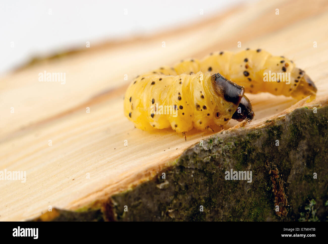 Woodworm larva anobium hi-res stock photography and images - Alamy
