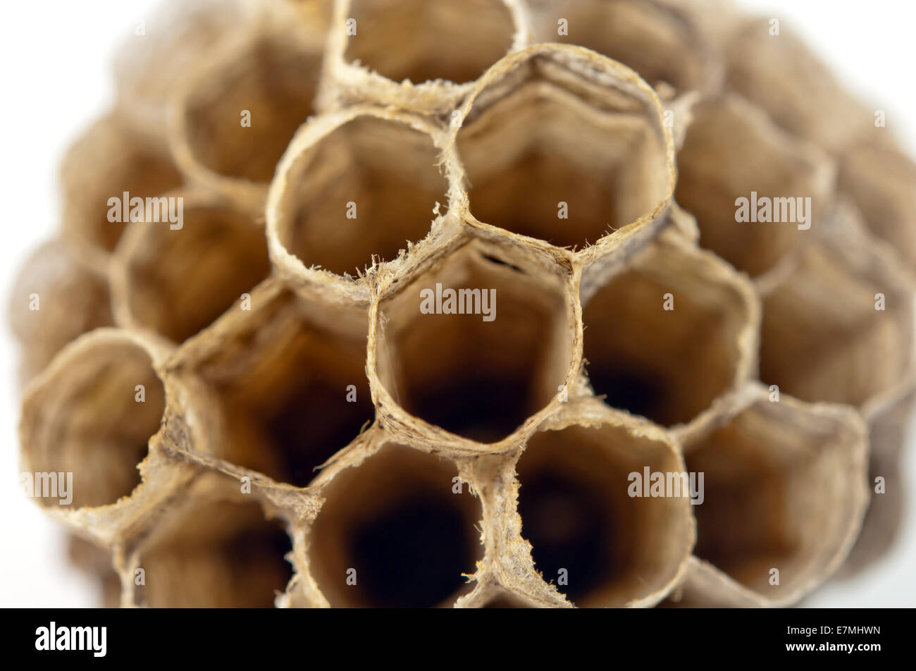 wasp hive isolated on white background Stock Photo - Alamy