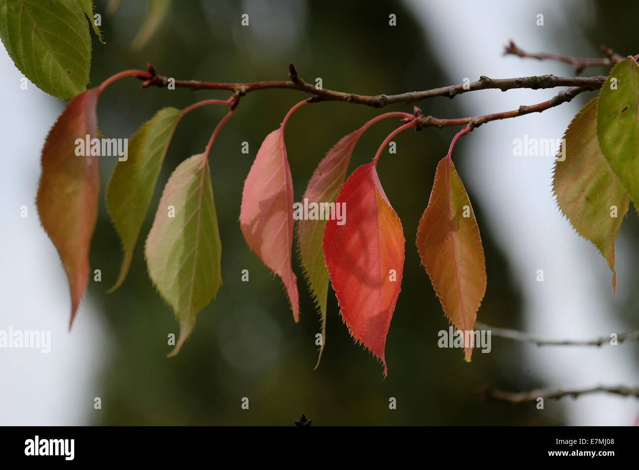 Leaves changing colour as autumn approaches Stock Photo - Alamy