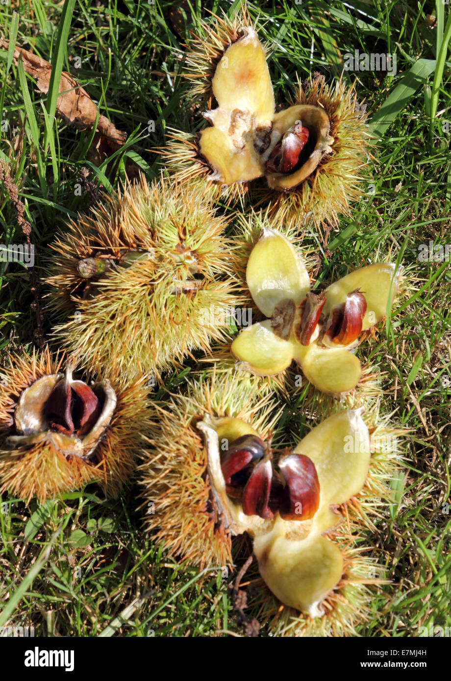Prickly seed pods hi-res stock photography and images - Alamy