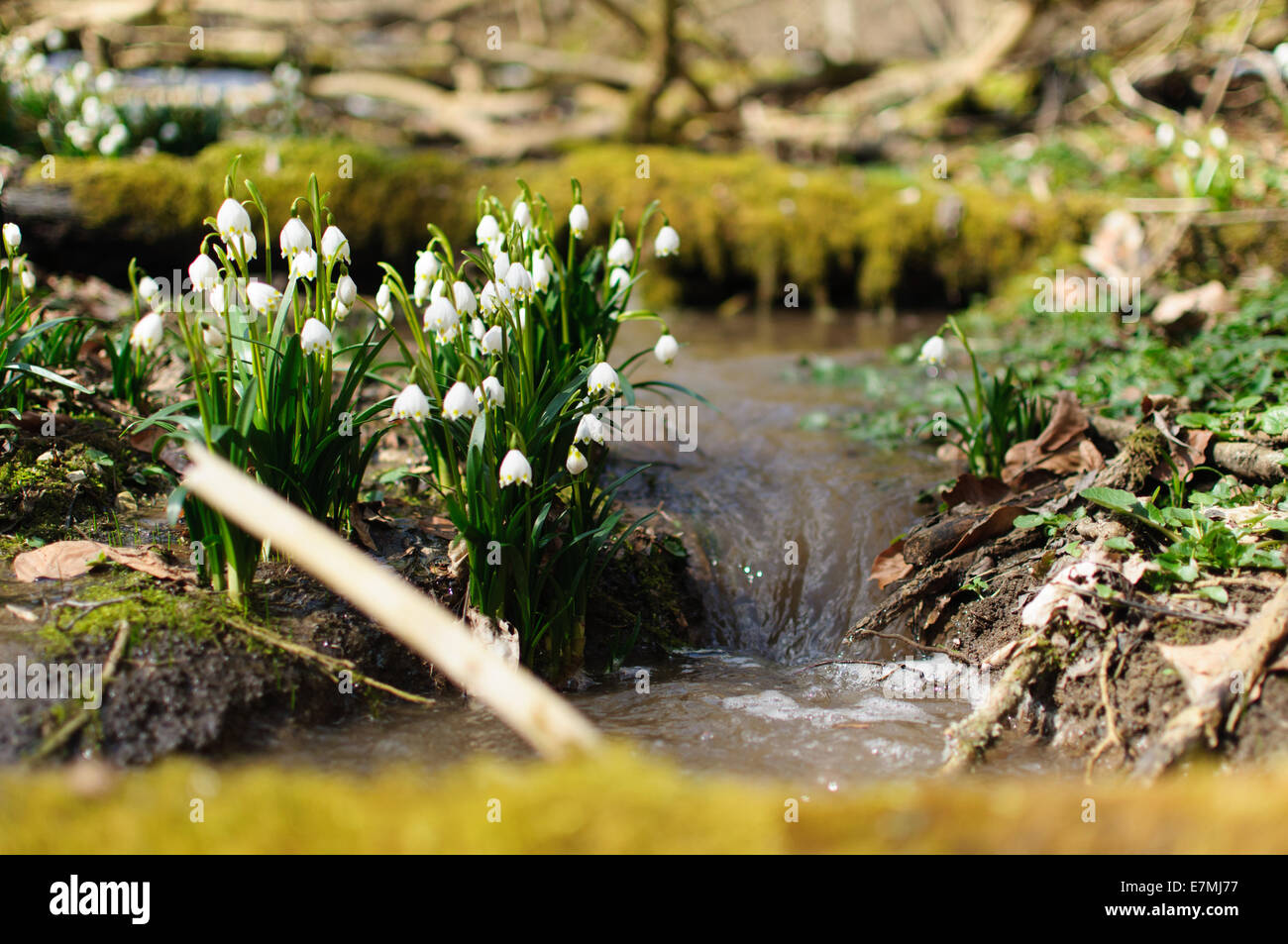 Snowbells and a waterfall Stock Photo - Alamy