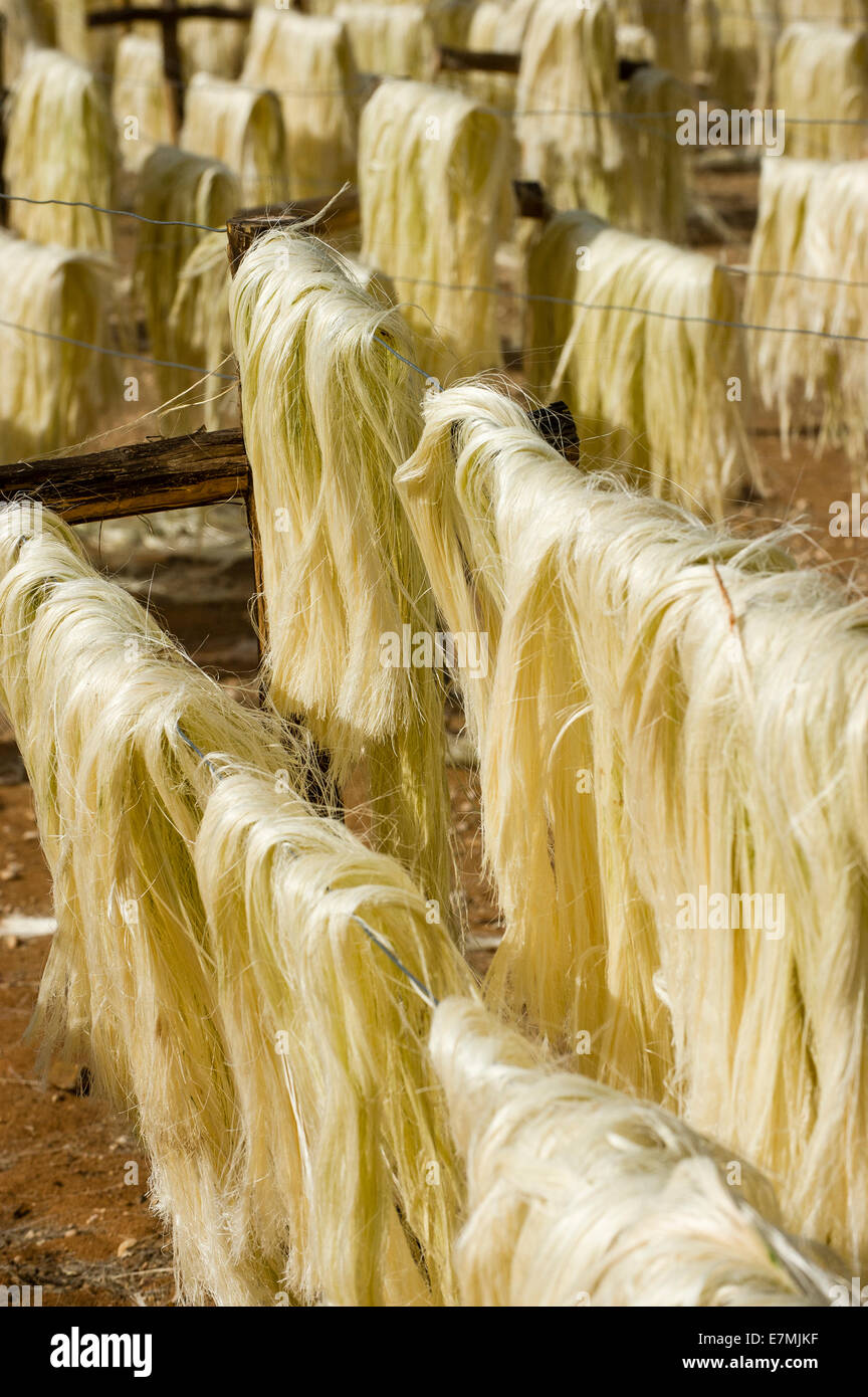 Drying flax stem hi-res stock photography and images - Alamy
