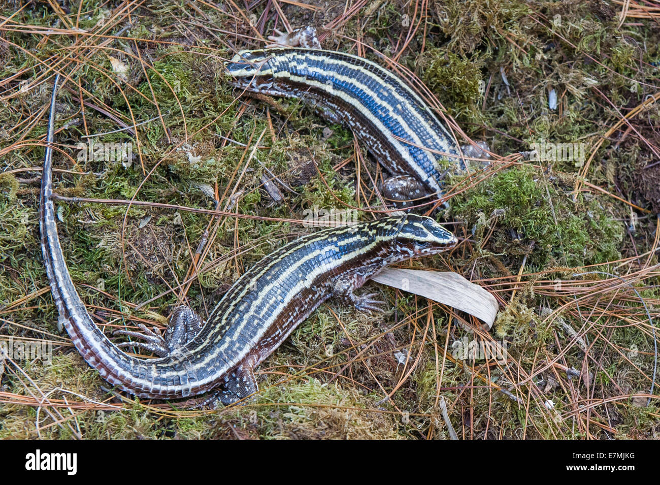 Two Four-striped Plated Lizard Stock Photo - Alamy