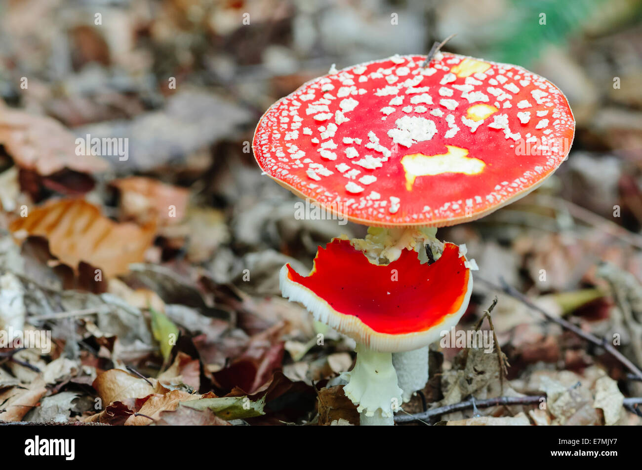 Fly Agaric mushroom toadstool, with the famous red cap with white spots ...
