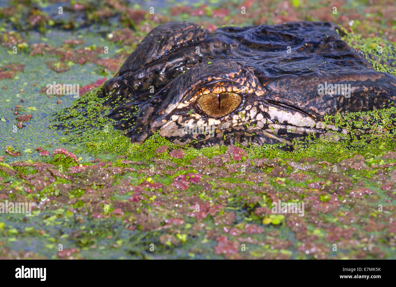 American alligator (Alligator mississippiensis), hiding in the swamp ...