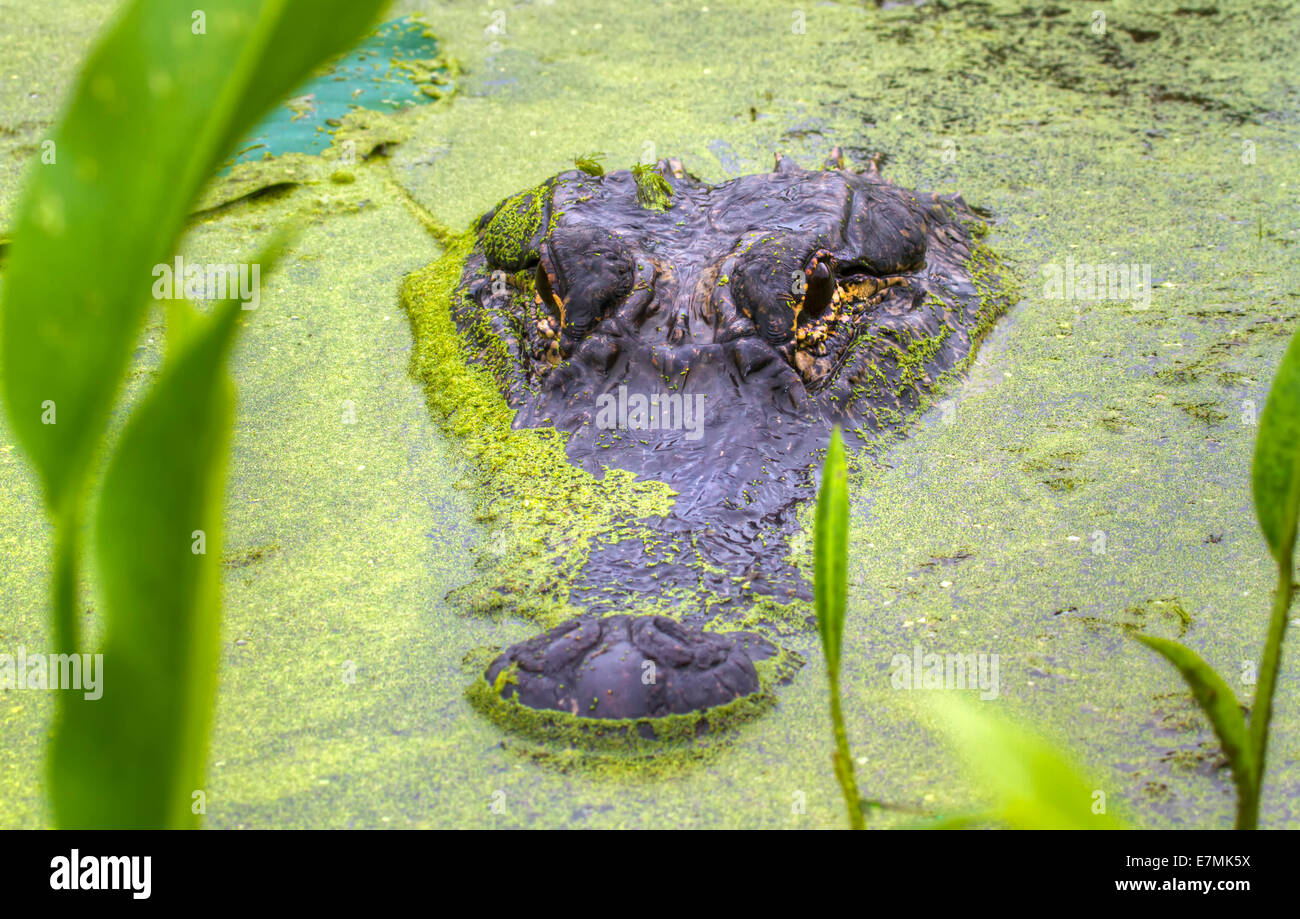 American alligator (Alligator mississippiensis), hiding in the swamp ...