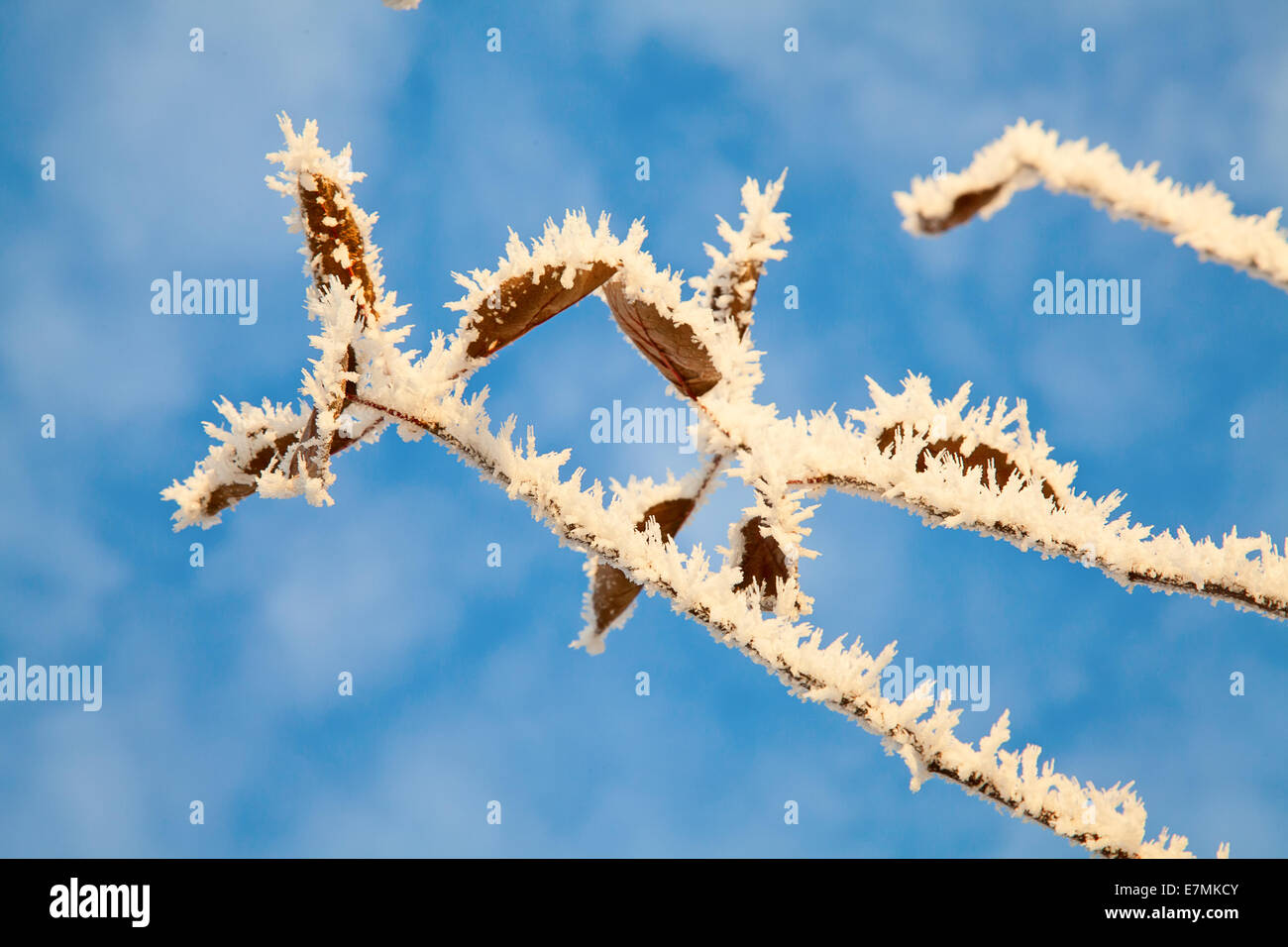 Early flower formation hi-res stock photography and images - Alamy