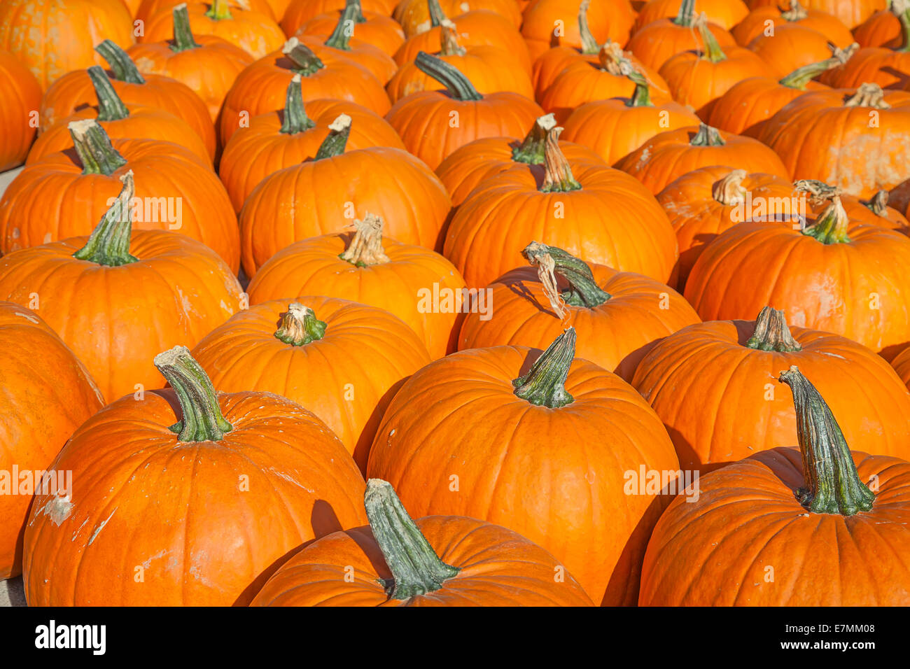 Colorful pumpkins collection on the autumn market Stock Photo - Alamy