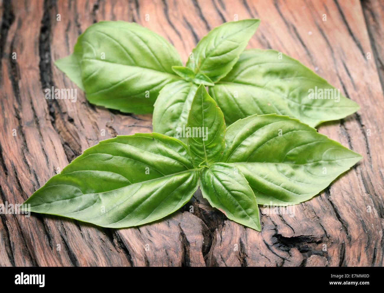 Basil bio hi-res stock photography and images - Alamy