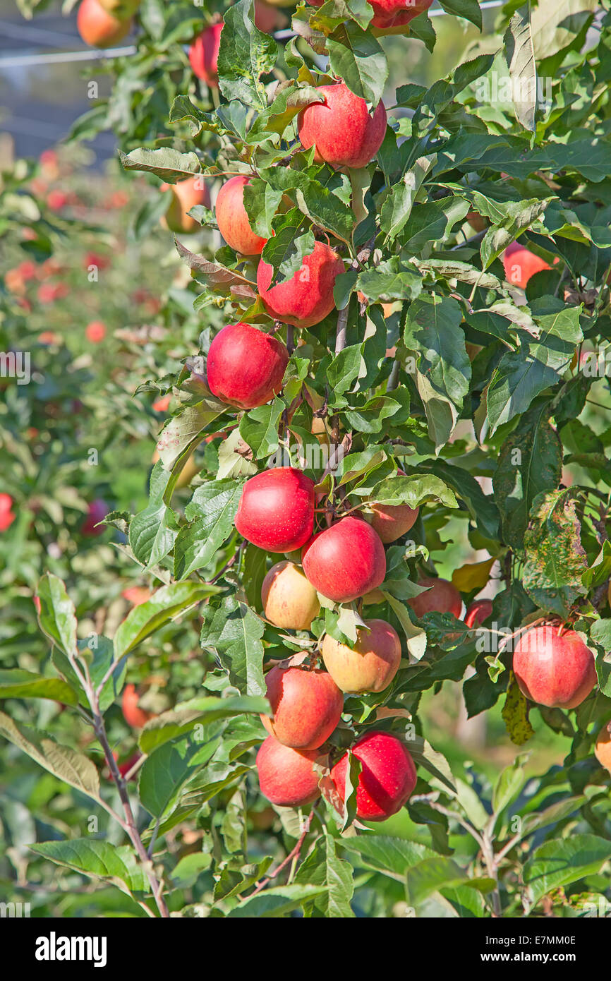 Apple garden full of riped red apples Stock Photo - Alamy