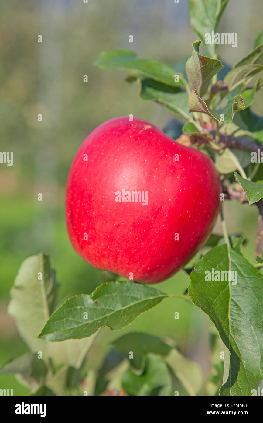 Apple garden full of riped red apples Stock Photo - Alamy