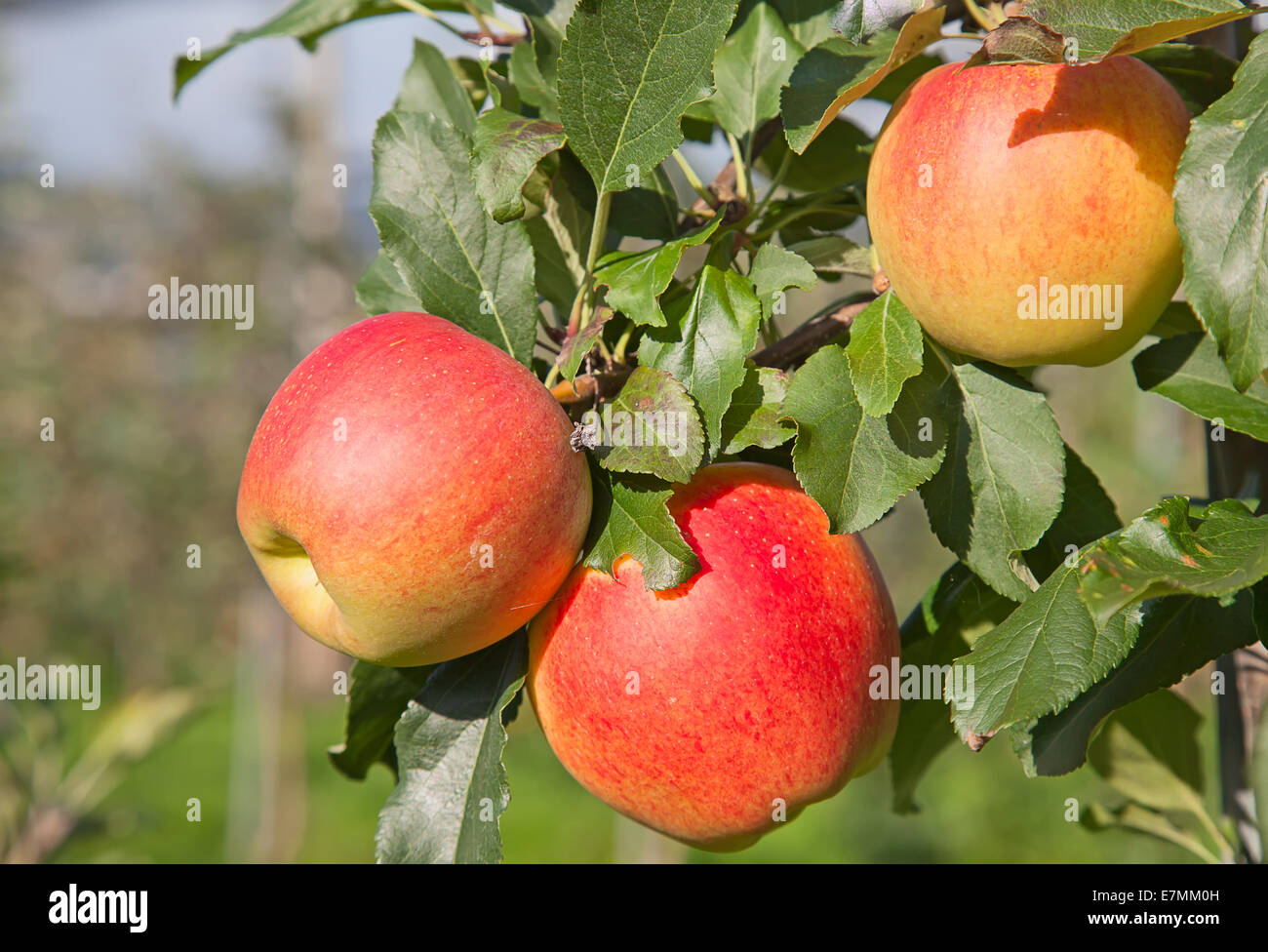Apple garden full of riped red apples Stock Photo - Alamy