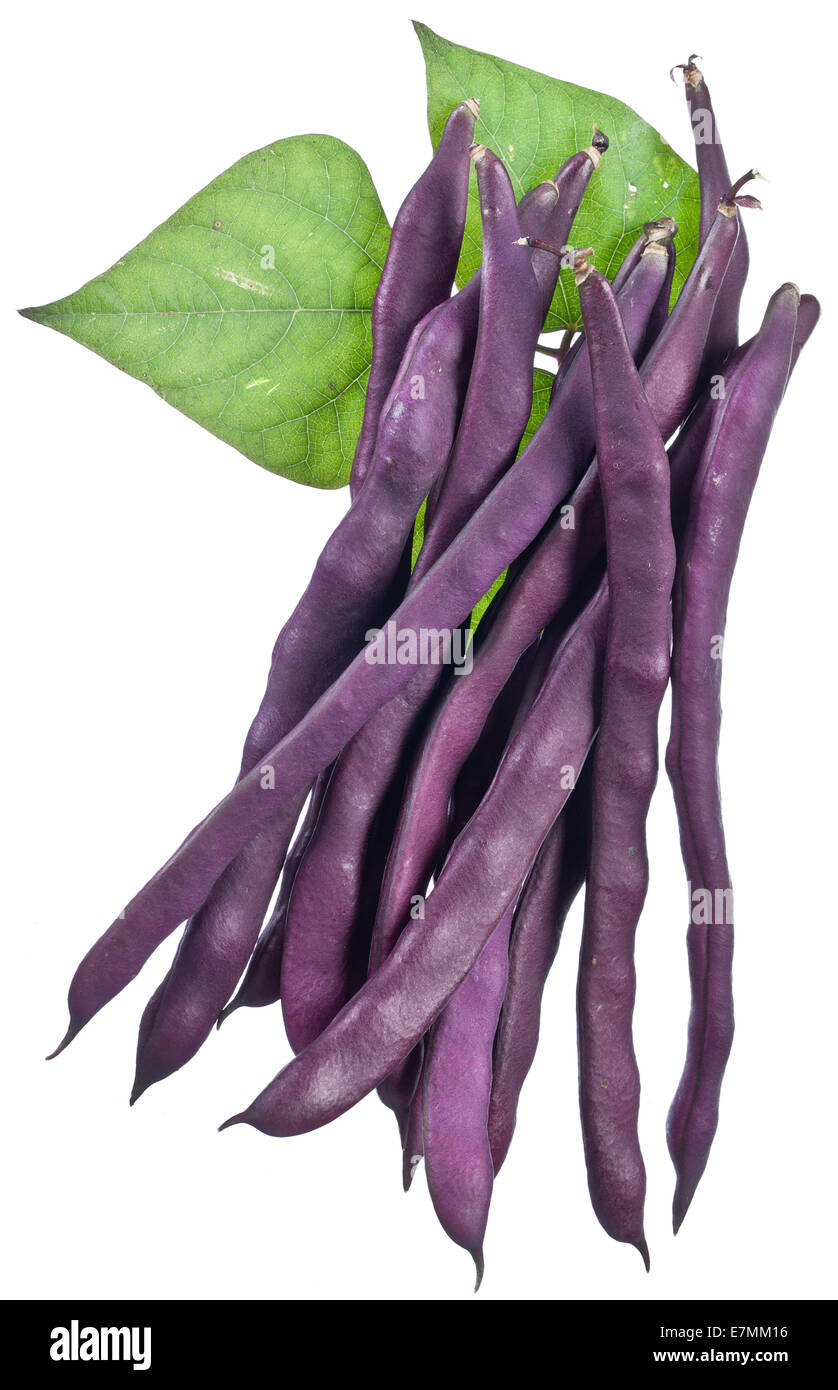 Violet string beans isolated on a white background Stock Photo - Alamy