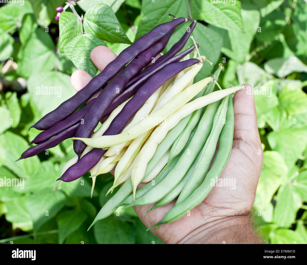 White french beans in hand hi-res stock photography and images - Alamy