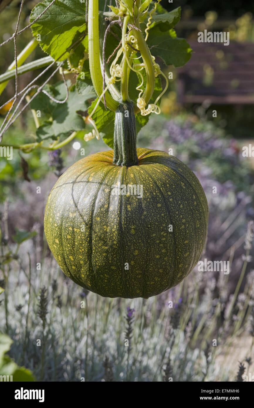 Pumpkin growing on vine hi-res stock photography and images - Alamy