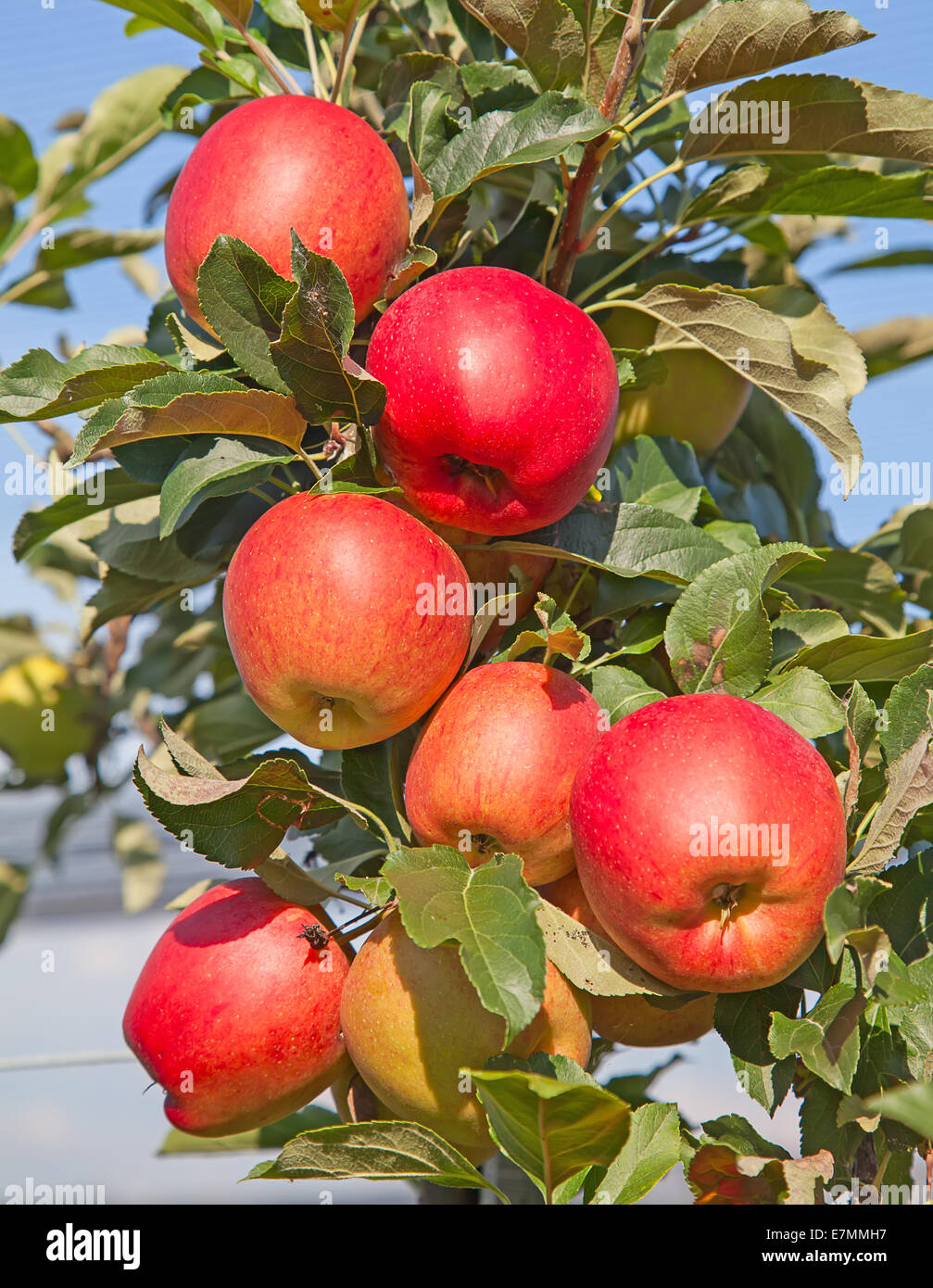 Apple garden full of riped red apples Stock Photo - Alamy
