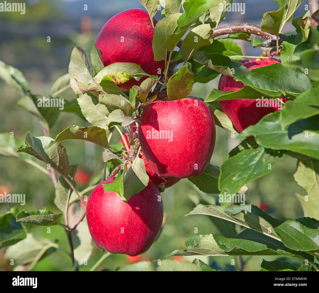 Apple garden full of riped red apples Stock Photo - Alamy