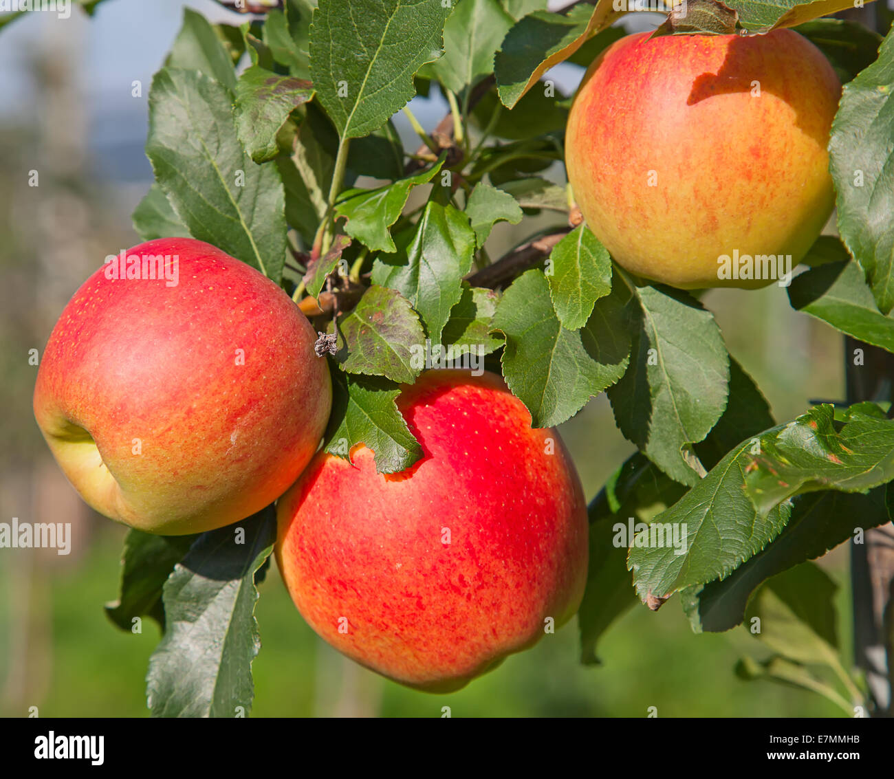 Apple garden full of riped red apples Stock Photo - Alamy