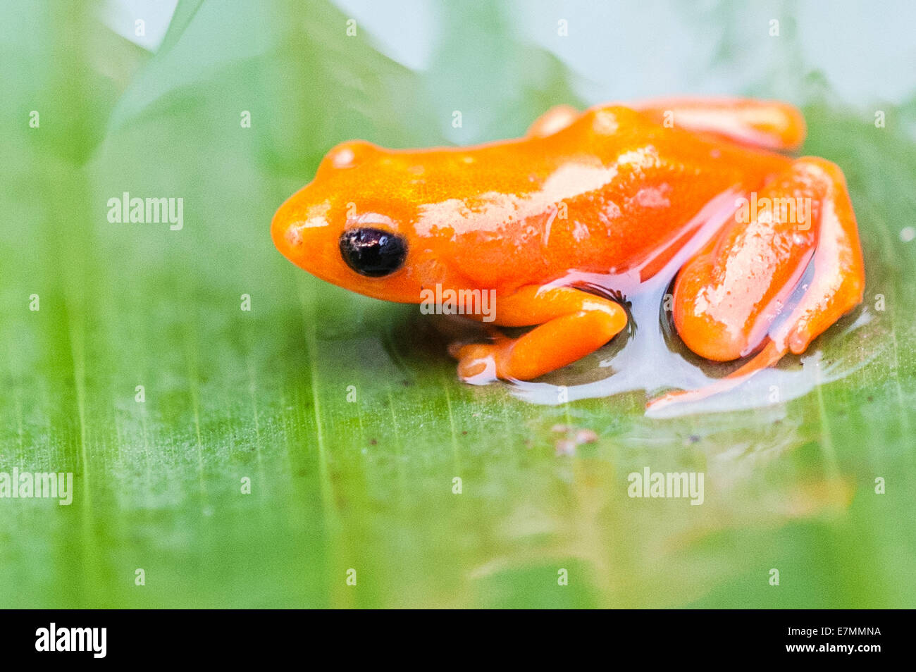 Mantella hi-res stock photography and images - Alamy