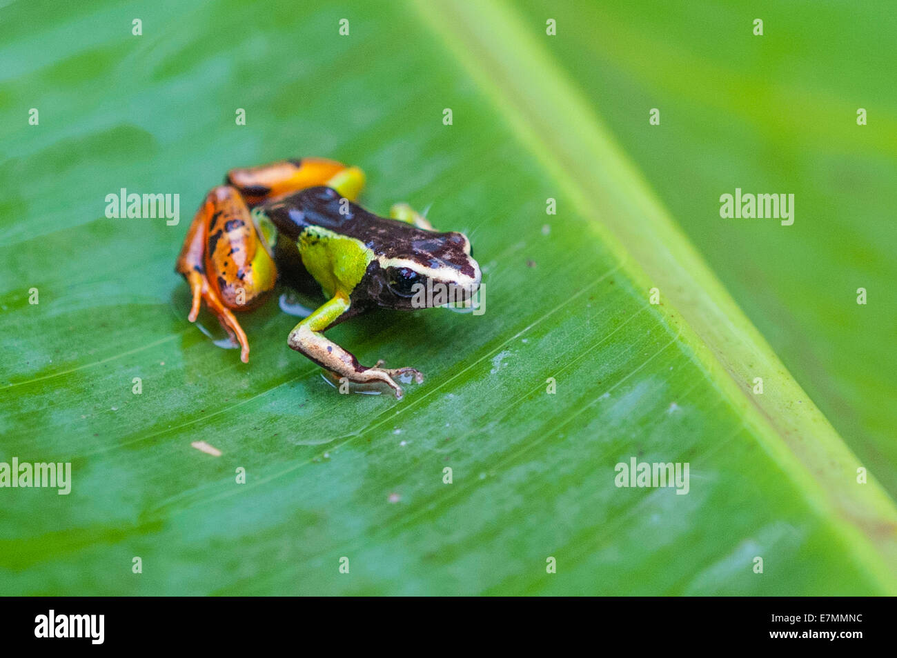 Mantella hi-res stock photography and images - Alamy