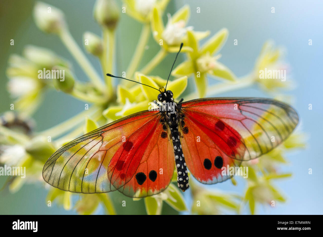 A Clearwing butterfly in Madagascar Stock Photo - Alamy