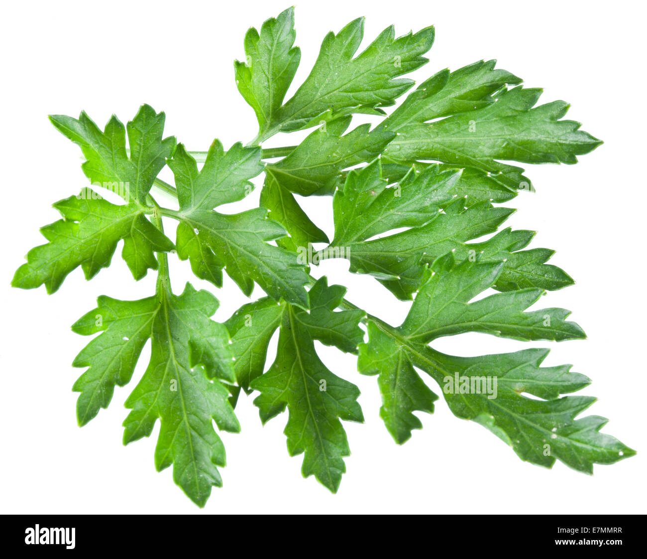 Green parsley isolated on a white Stock Photo - Alamy