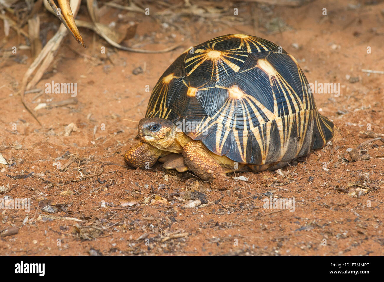 A radiated tortoise hi-res stock photography and images - Alamy