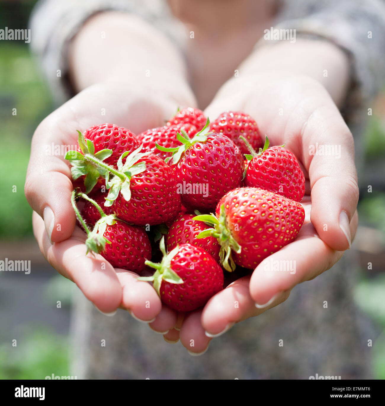 Strawberry hands hi-res stock photography and images - Alamy