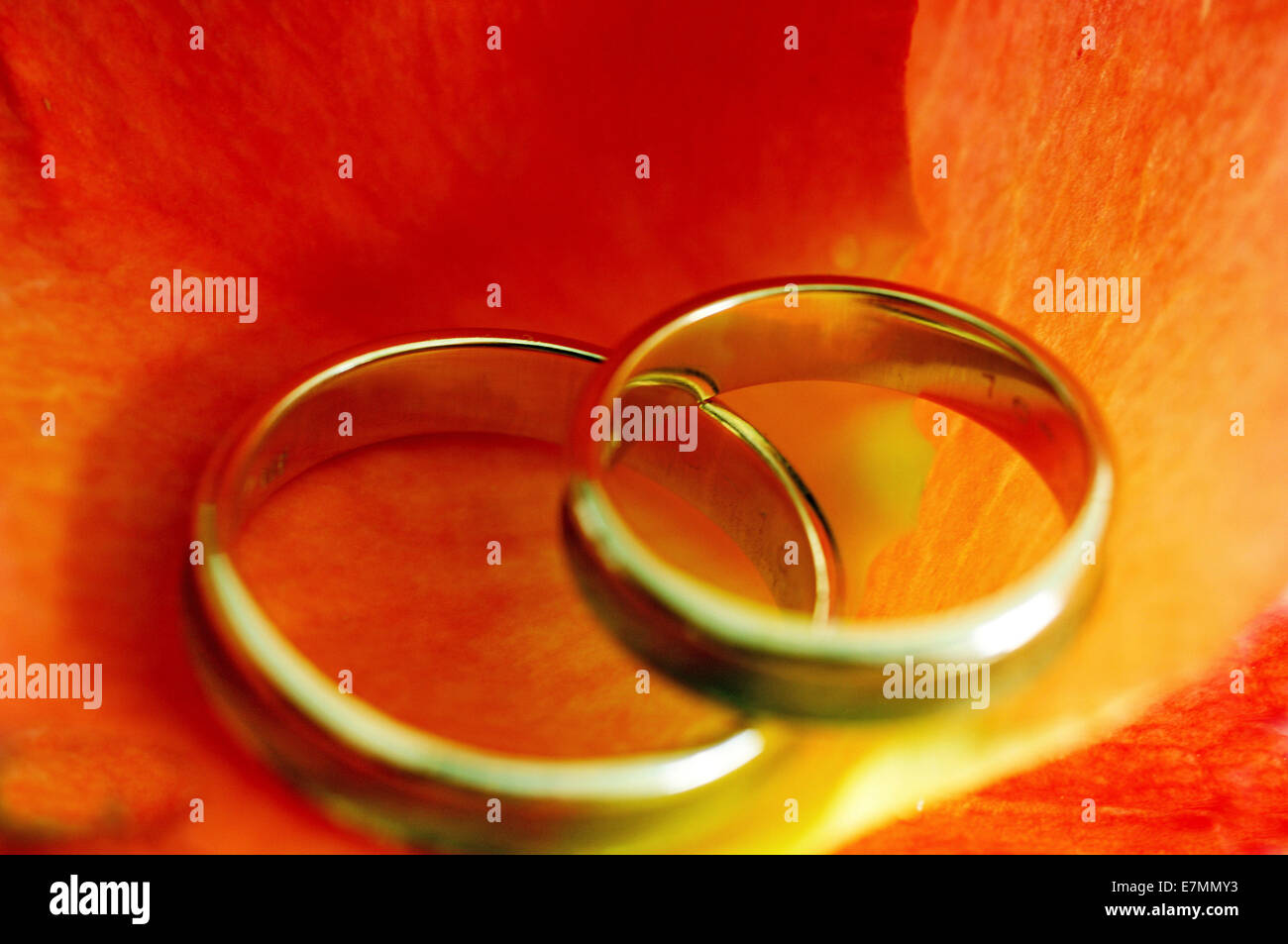 Wedding rings on orange colored flower petals Stock Photo - Alamy