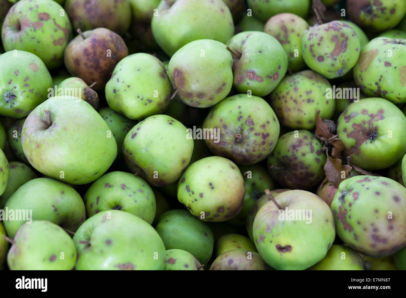 Malus domestic. English apples Stock Photo - Alamy