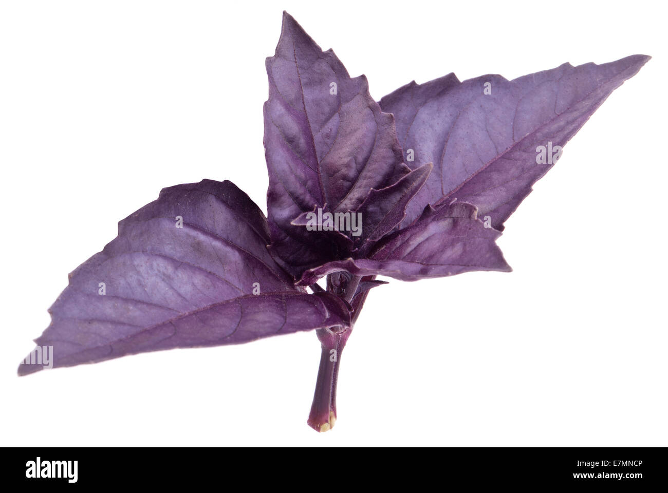 Violet basil leaves isolated on a white Stock Photo - Alamy
