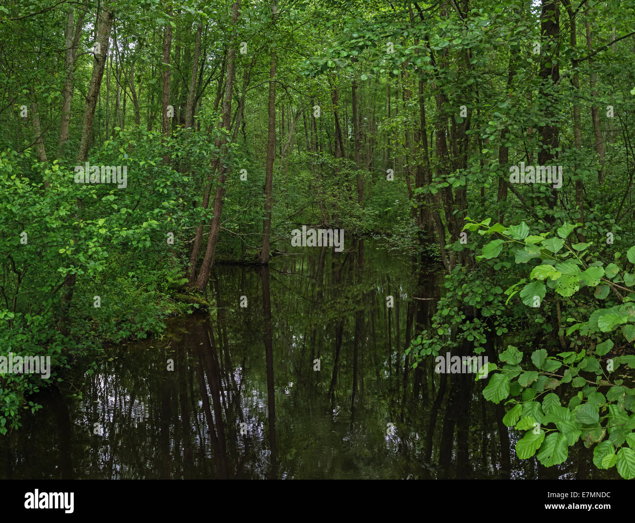 Plough fish hi-res stock photography and images - Alamy