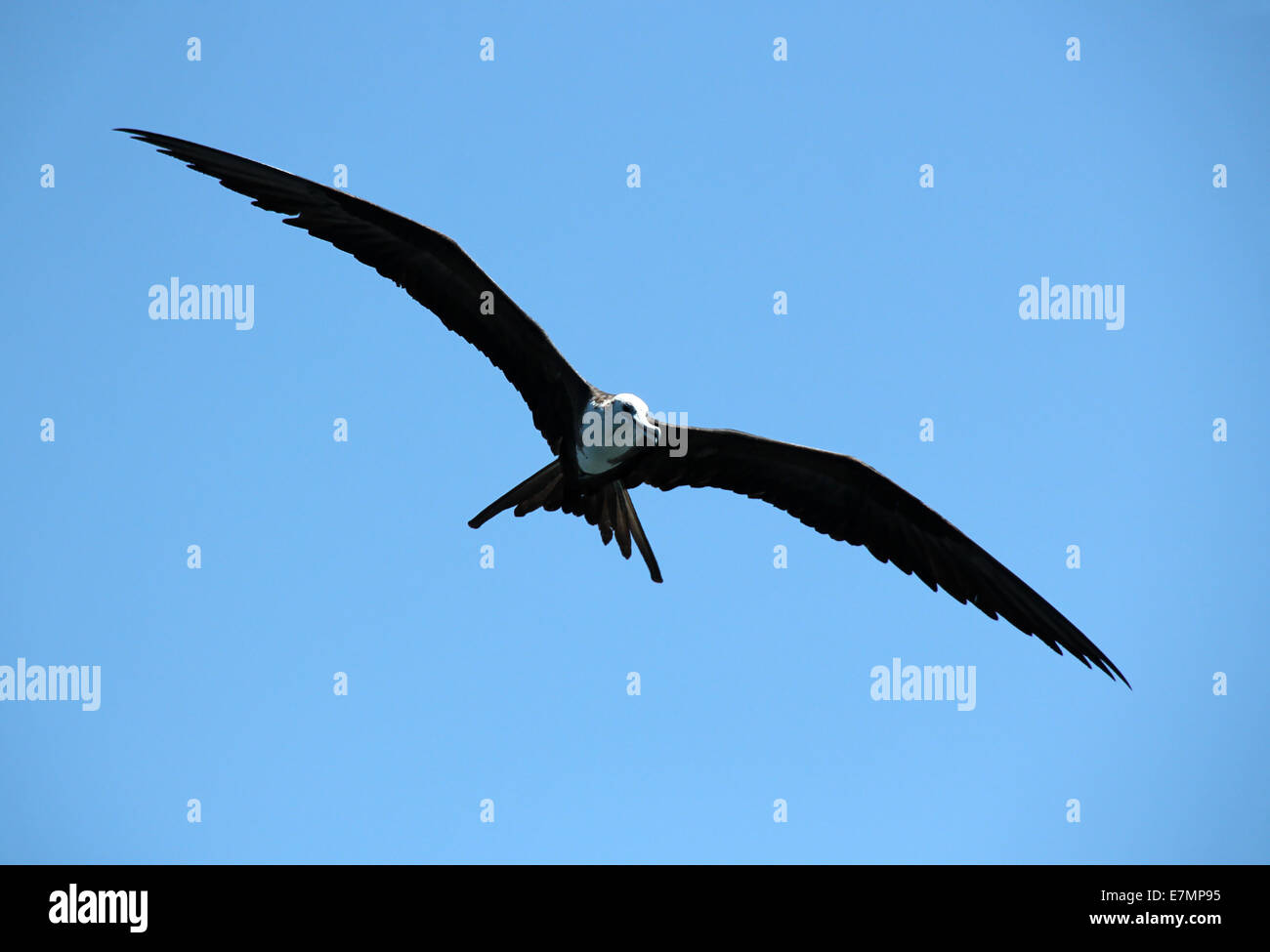 Flying Magnificent Fregate Bird (Fregata Magnificens), Marino Ballena ...
