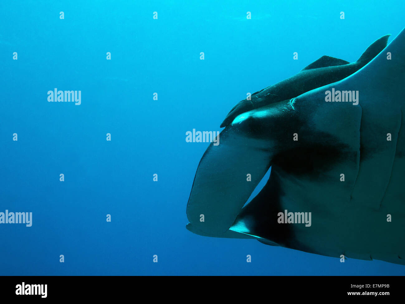Close-up of a Pacific Manta Ray (Manta Birostris) Passing By, Caño ...