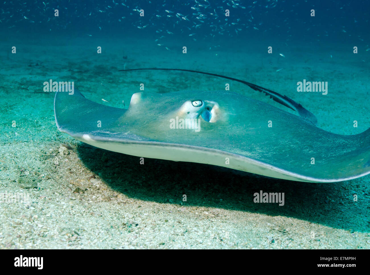 Southern Stingray (Dasyatis Americana) Approaching over Sand Bottom ...
